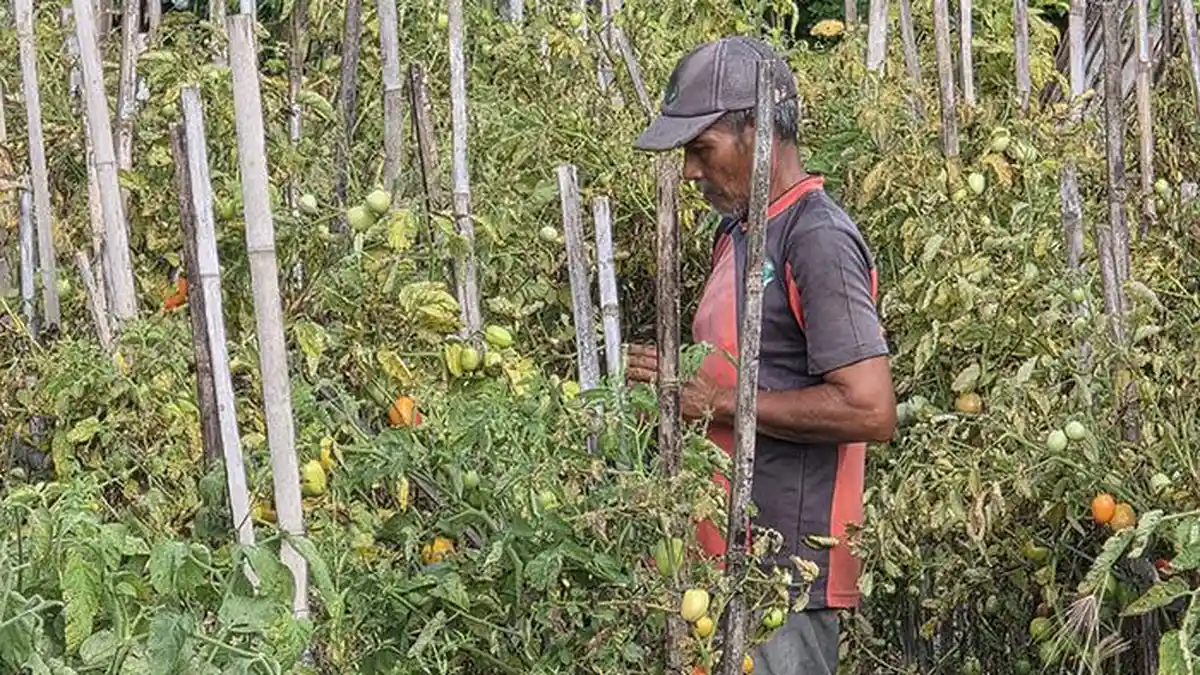 Harga Tampung Tomat di Pidie Anjlok, Ini Kisaran Harganya - Serambinews.com
