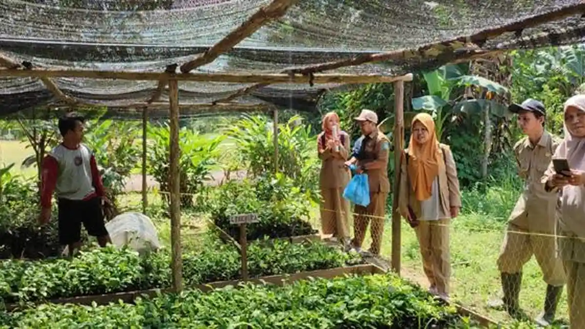 Kopi Baguk dan Gading Sejak Lama ada, Namun Hanya Sebagai Tanaman Sela ...