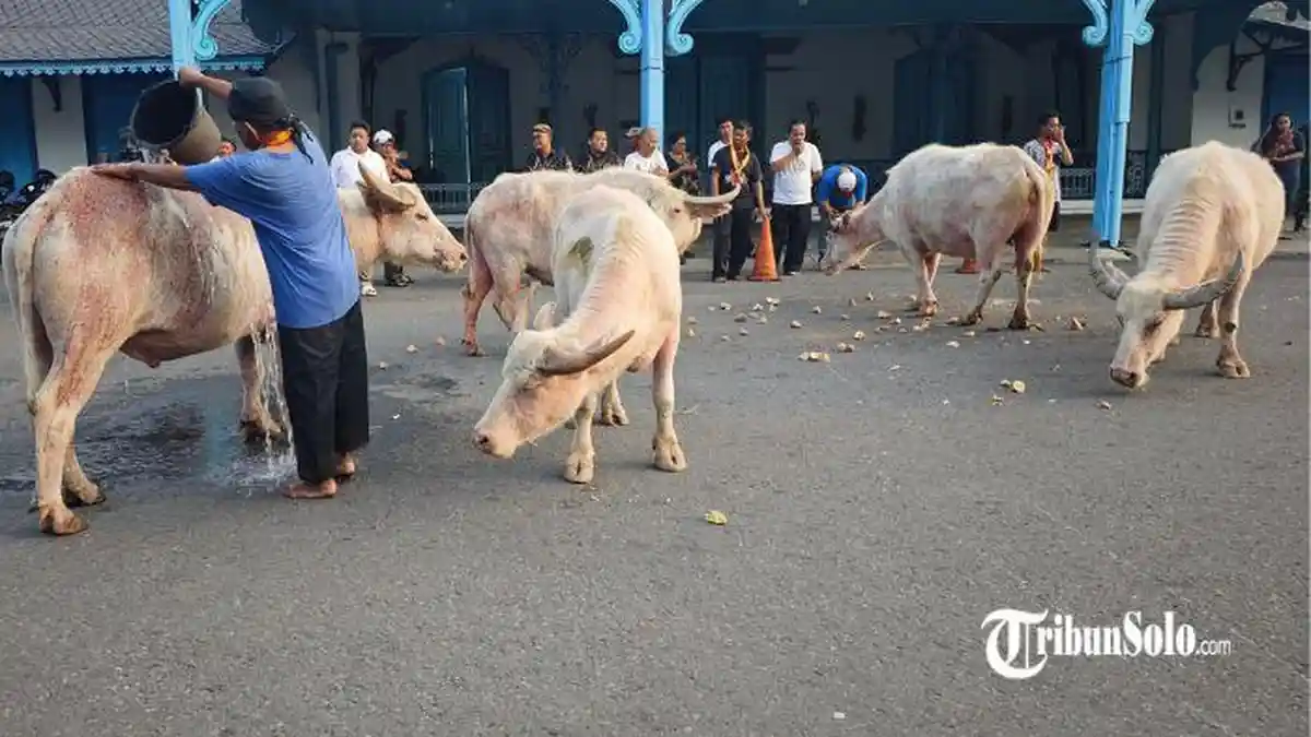 Lima Kebo Bule Keraton Solo Disiapkan Jelang Kirab Suro, Diajak Jalan ...