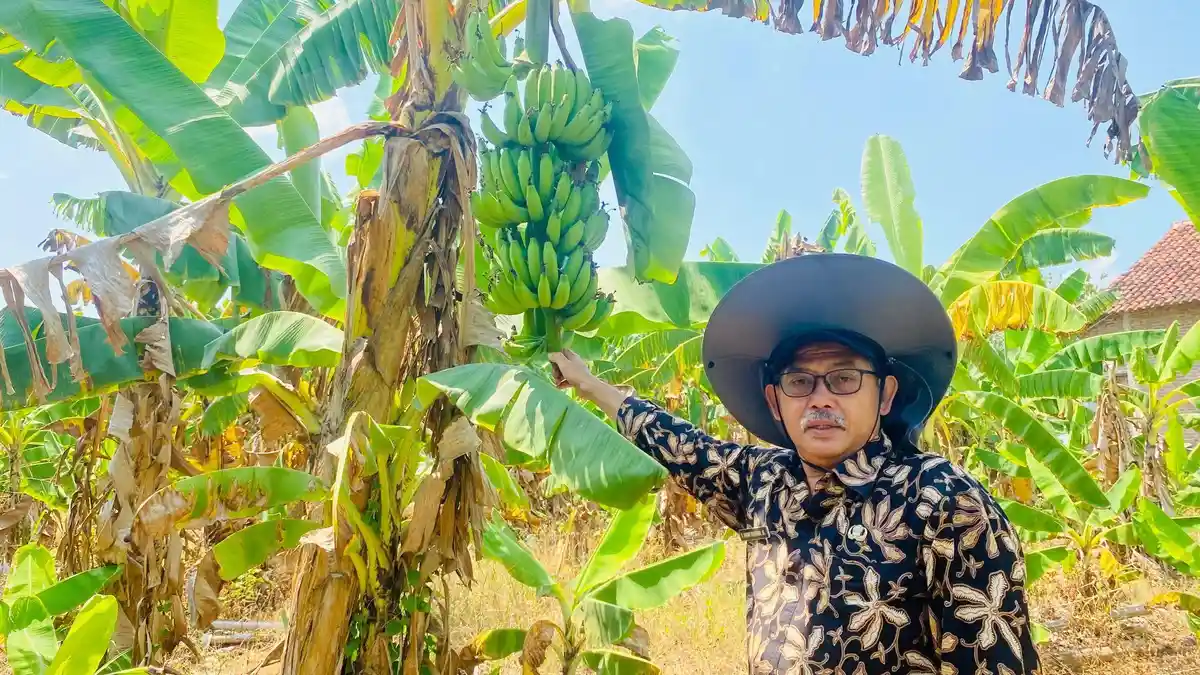 Pisang Cavendish Banjaragung Tegal Dipasarkan Sampai Jakarta dan ...