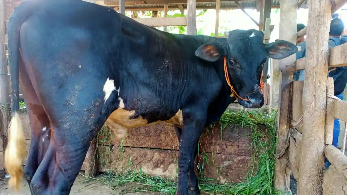Pasar Ternak Muara Bulian di Batanghari Tetap Beroperasi Namun Lalu ...