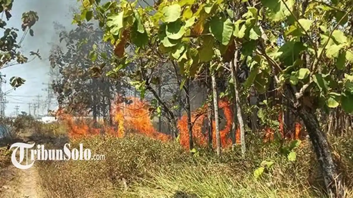 BPBD Sukoharjo Imbau Masyarakat Tak Sembarang Bakar Lahan dan Jangan ...