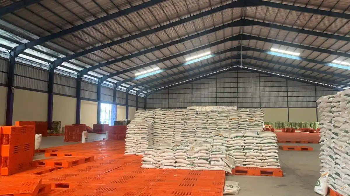 Panen Raya, Produksi Gabah Lampung Bisa Mencapai 1,29 Juta Ton ...