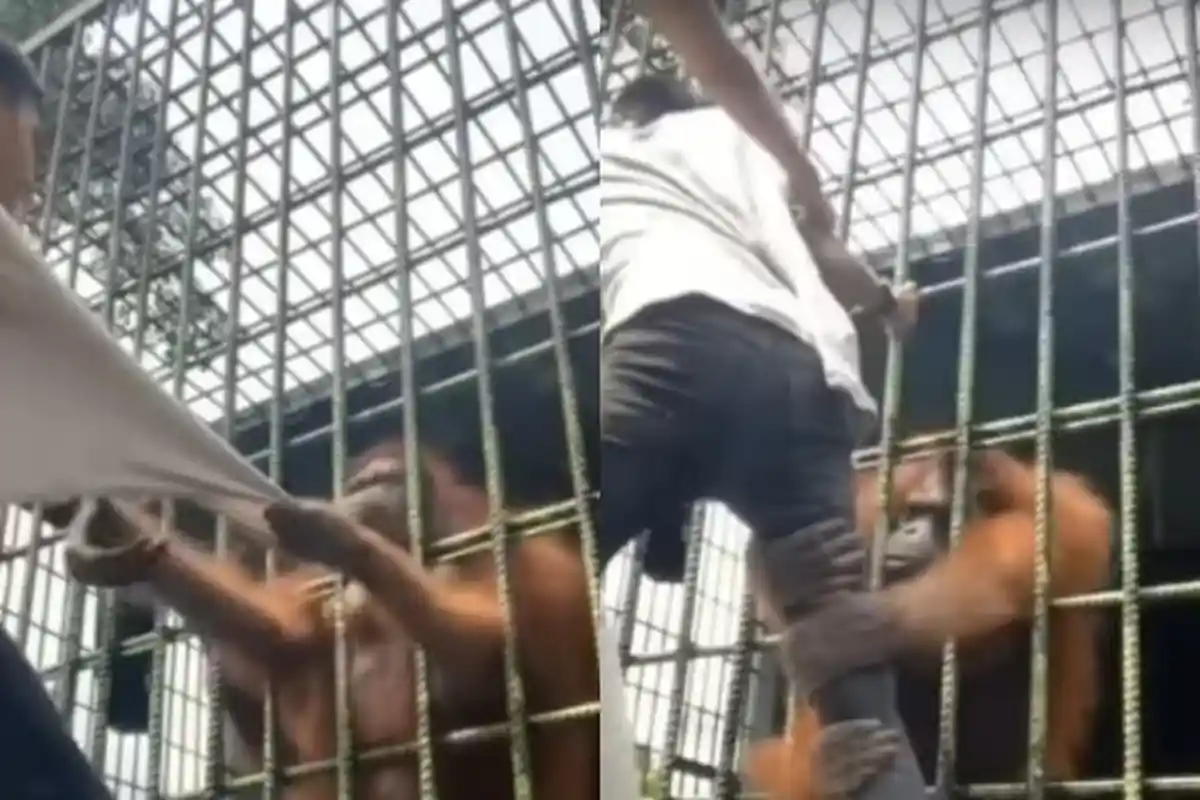 Viral Pengunjung Ditarik Orang Utan, Pengelola Kebun Binatang: Bikin ...