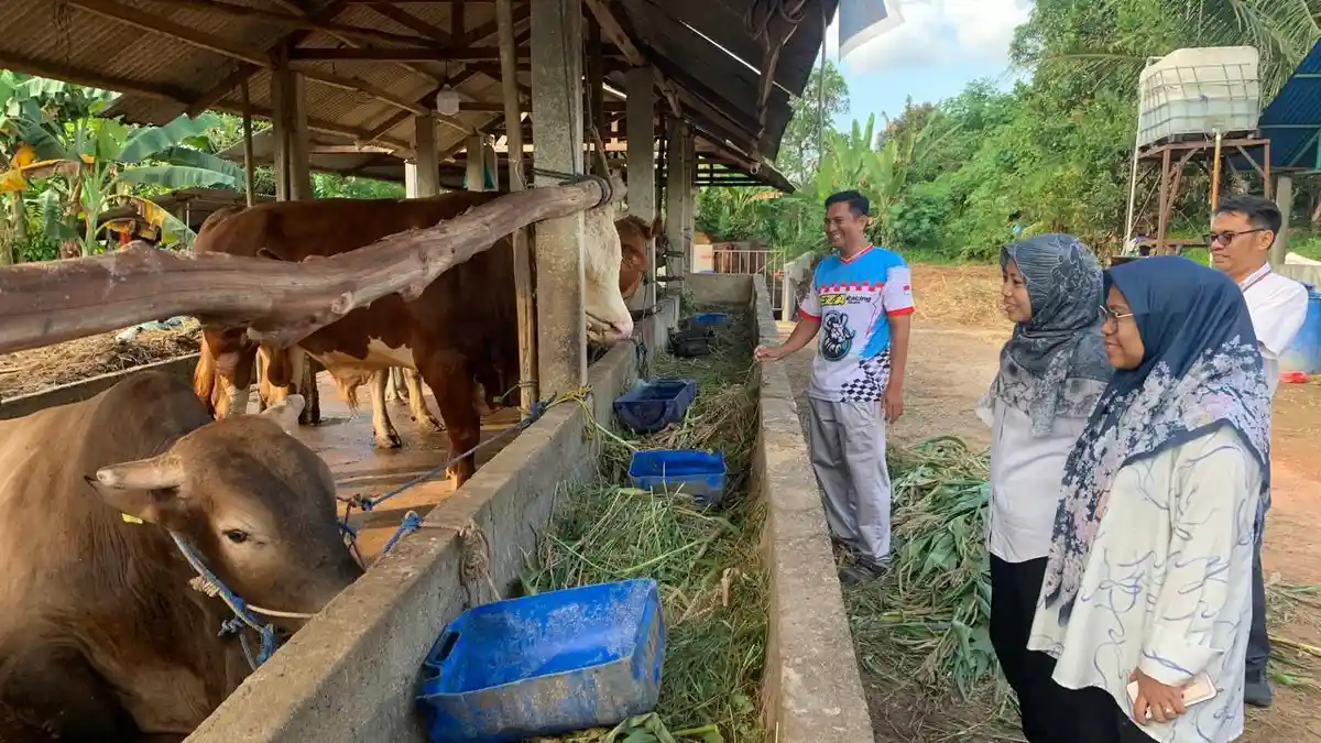 Presiden Prabowo Subianto Pilih Sapi Kurban 916 Kg di Tanjungpinang ...