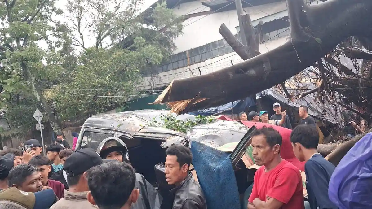 Bandung Rawan Pohon Tumbang saat Cuaca Ekstrem, Kini Pohon-pohon yang ...