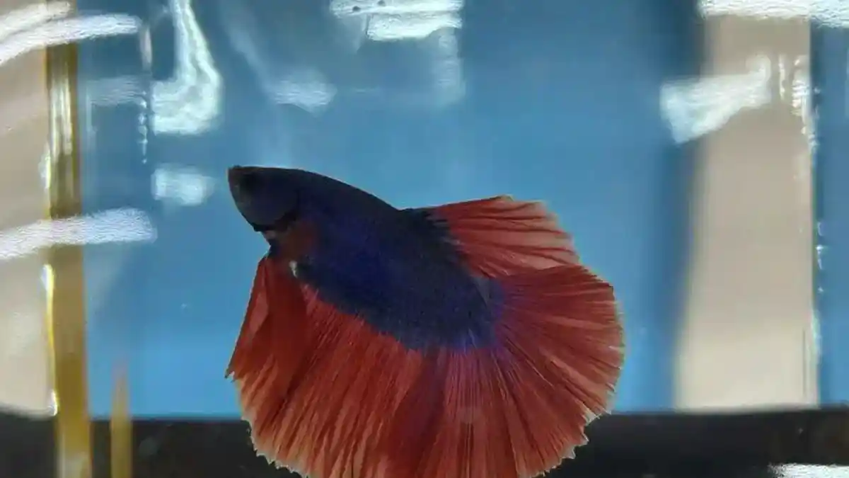 1.310 Ikan Cupang Ikut Kontes Rebut Hadiah Rp50 Juta di Depok, Juri ...