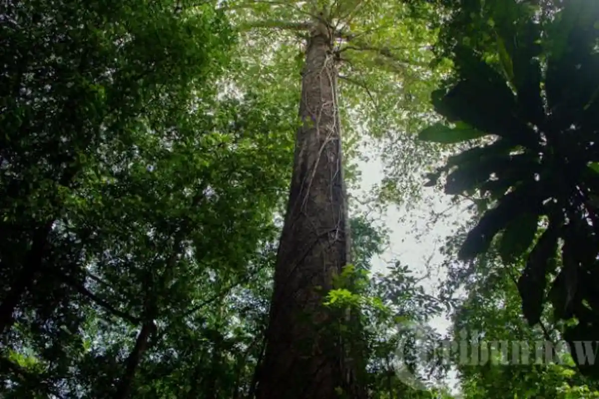 20 Ucapan Hari Pohon Sedunia 2025, Hijaukan Lingkungan, Pulihkan Alam ...