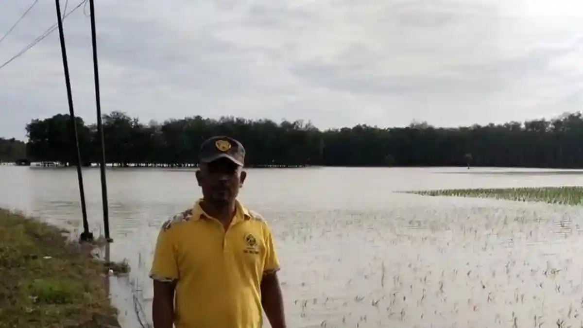 Imbas Banjir di OKU Timur, Ribuan Hektare Sawah Terendam, Terparah di ...
