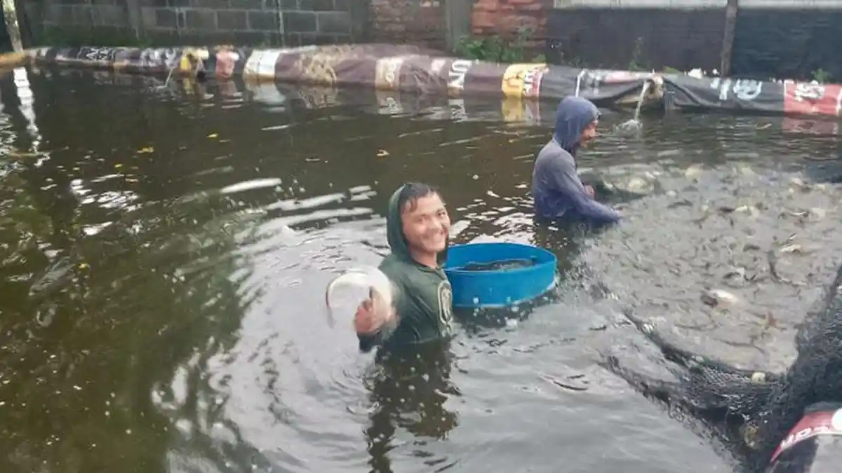 Permintaan Ikan Patin Naik Jelang Akhir Tahun, Dongkrak Pendapatan ...