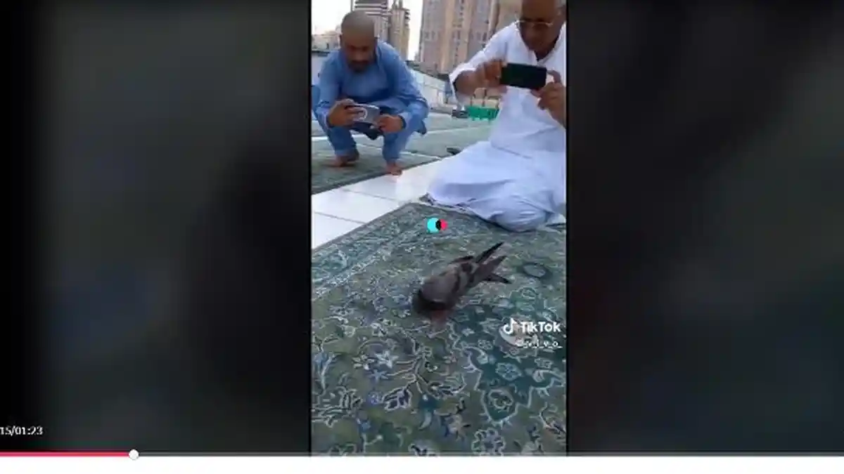 Video Viral TikTok, Fenomena Seekor Burung Merpati Kembali Menggegerkan ...