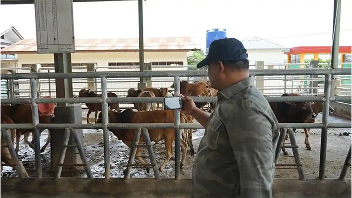 Pj Gubernur Aceh Tinjau Pusat Pembibitan Sapi Unggul di Indrapuri ...