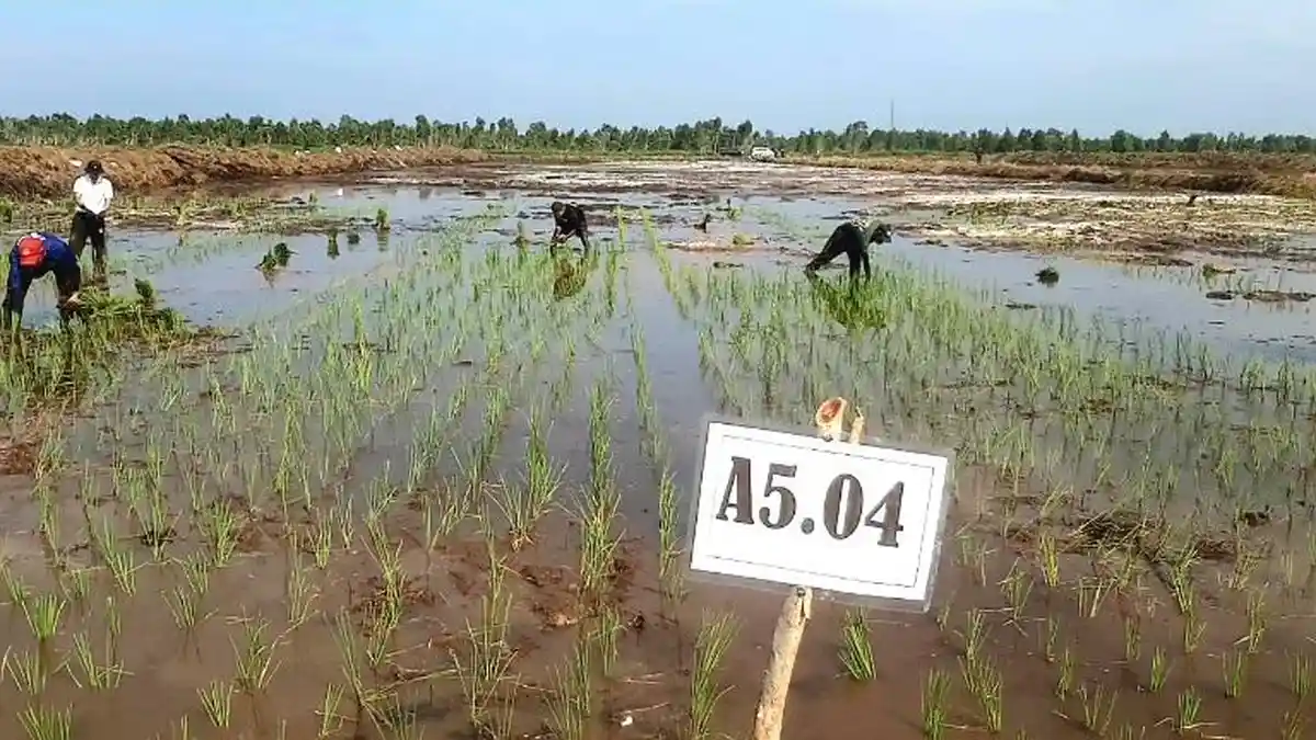 Pekerjaan Prabowo Subianto dan Gibran, Food Estate Warisan Jokowi di ...