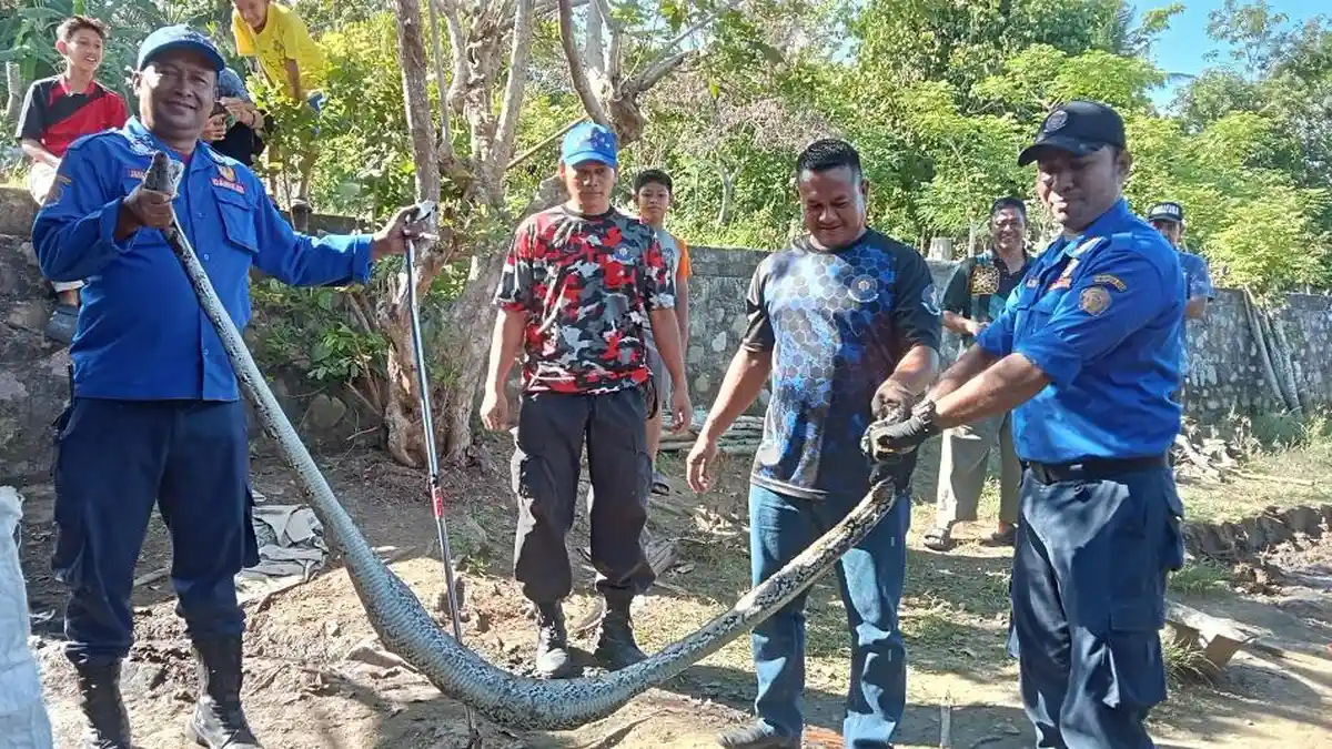 Tim Damkar Lhokseumawe Tangkap Ular Piton di Kandang Ayam Warga, Empat ...