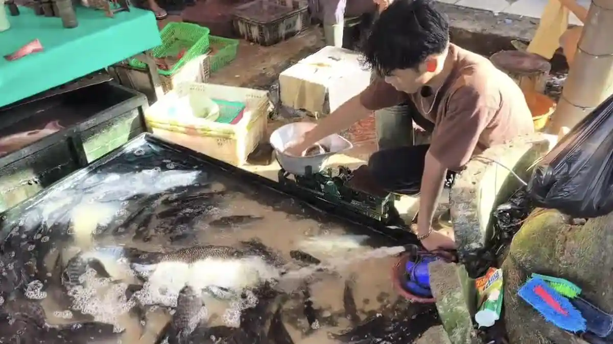 Pasca Idul Adha 2026, Harga Ikan Nila di Kabupaten Banjar Turun, Harga ...