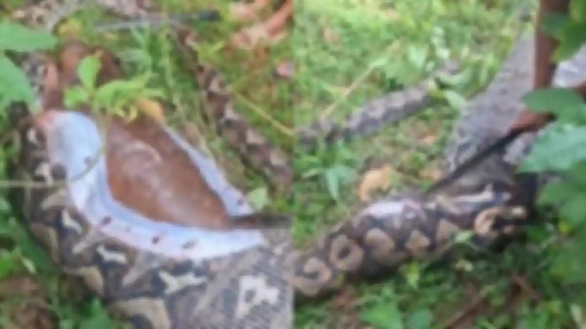 Viral Video Ular Piton Mangsa Sapi di Desa Nesowi Latoma Konawe ...