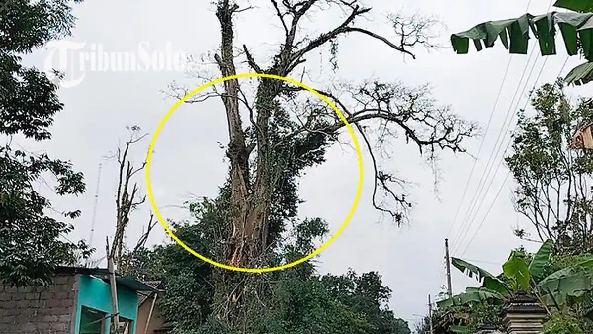 Mitos Pohon Keramat yang Tumbang di Musuk Boyolali : Dihuni Sosok Mbah ...