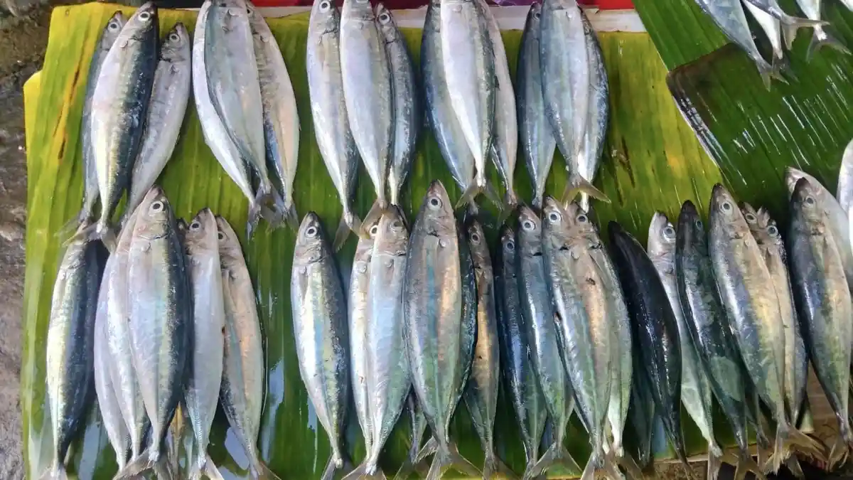 Harga Ikan Momar di Pasar Rumah Tiga Ambon Mahal, 3 Ekor Kecil Rp. 20 ...