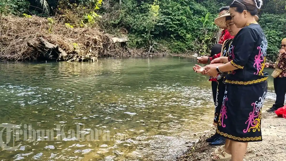 16 Ribu Wisatawan Kunjungi Desa Setulang Malinau, Konservasi Ikan Tane ...