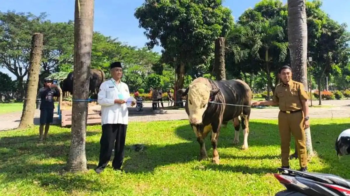 Masjid Agung An Nuur Pare Terima Sapi Kurban dari Gubernur Jatim ...