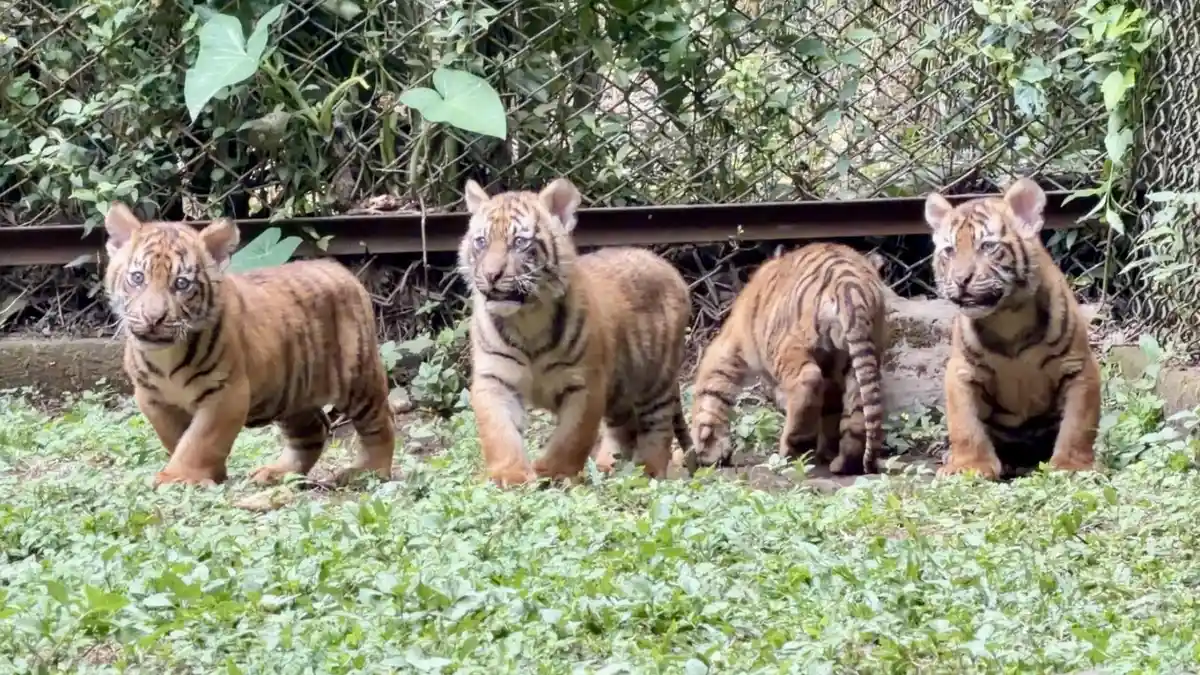 Empat Anak Harimau Sumatera Lahir di Taman Safari Prigen, Populasi ...
