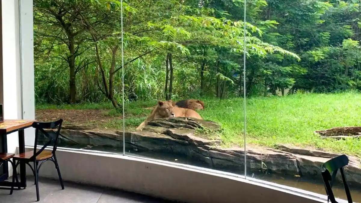 Mengenal Makunde Resto Solo Safari, Hadirkan Pengalaman Makan sambil ...