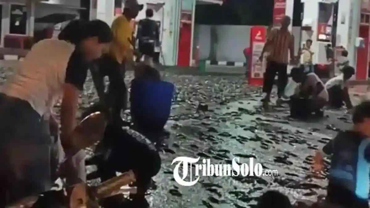 Viral Ribuan Lele Tumpah di SPBU, Warga Ramai Tangkap dan Kembalikan ke ...