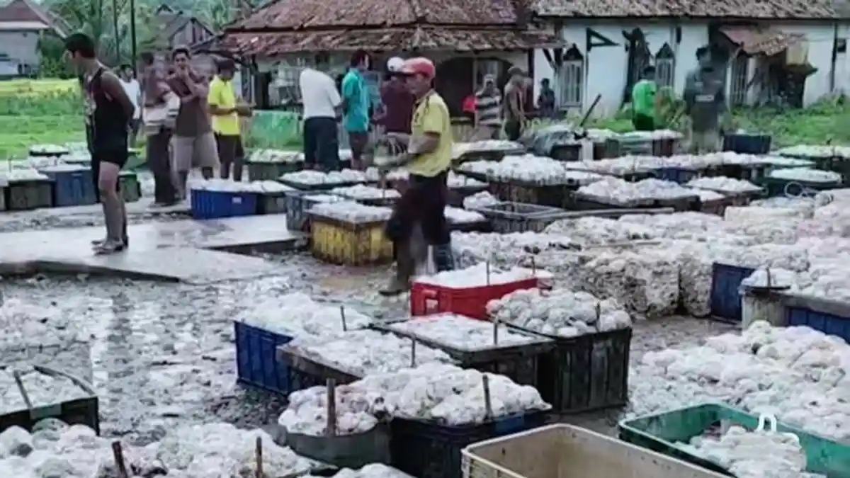 Rincian Harga Karet di Kabupaten OKI Hari ini Senin 29 September 2025 ...