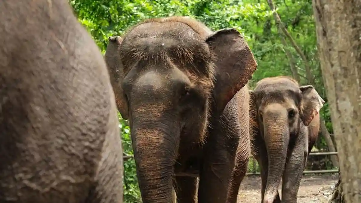 VIDEO Jaringan Perdagangan Gading Gajah Terungkap di Gianyar Bali ...