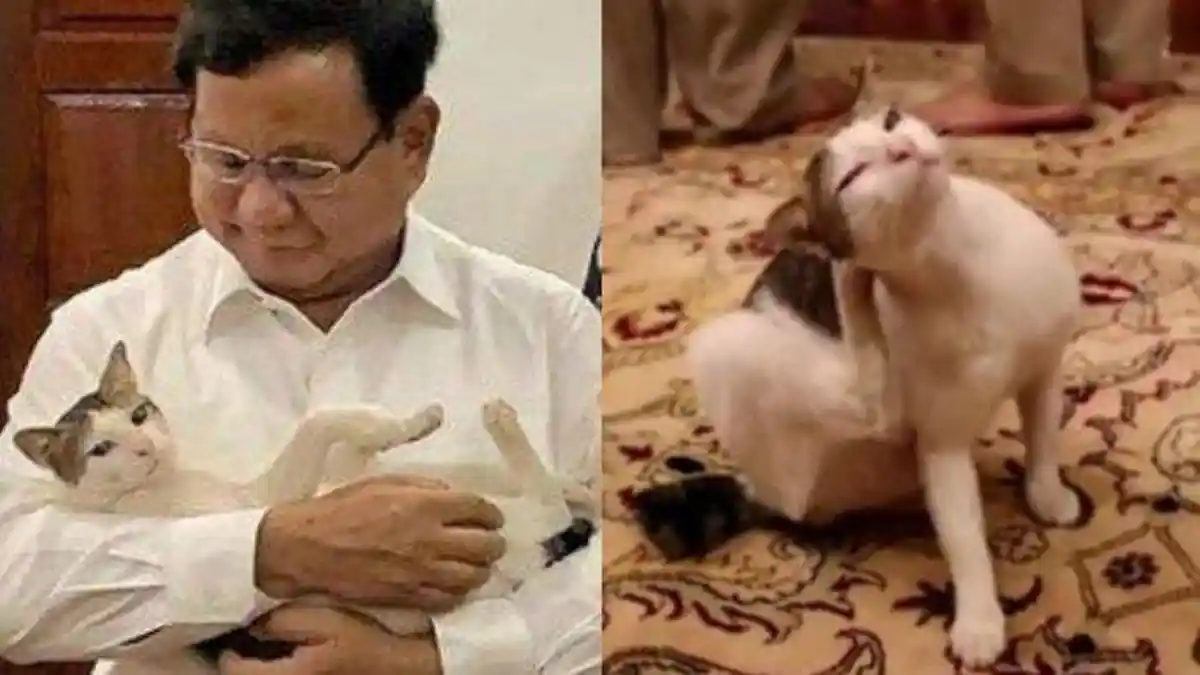 Kisah Bobby Kucing Kesayangan Prabowo Subianto, Pernah Buang Air di Tas ...