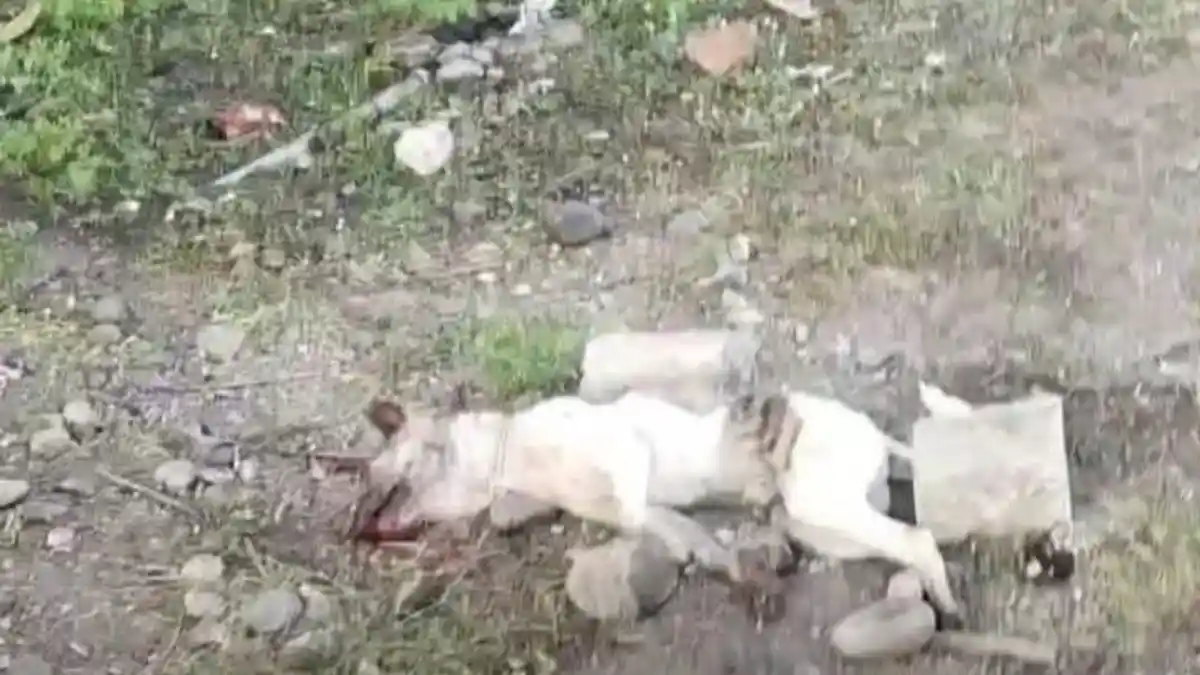 4 Warga di Nagekeo Jadi Korban Gigitan Anjing, Satu Anjing Dinyatakan ...