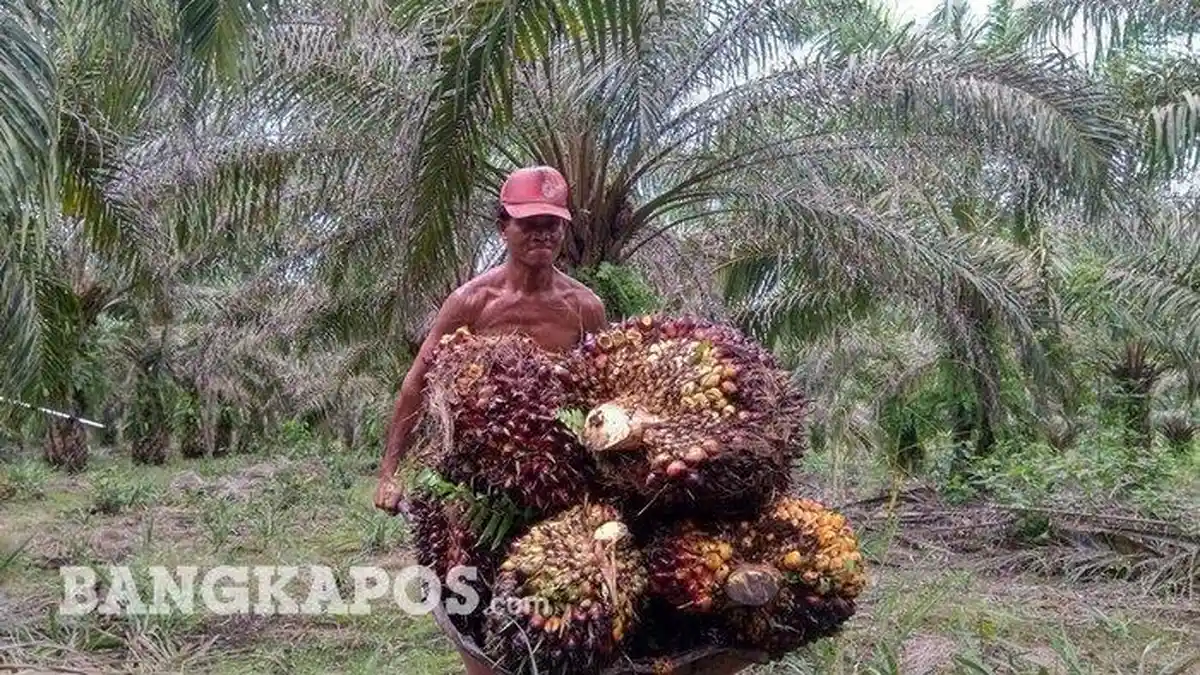 Update Harga Sawit di Bangka Tembus Diatas Rp3.000 Perkilogram ...